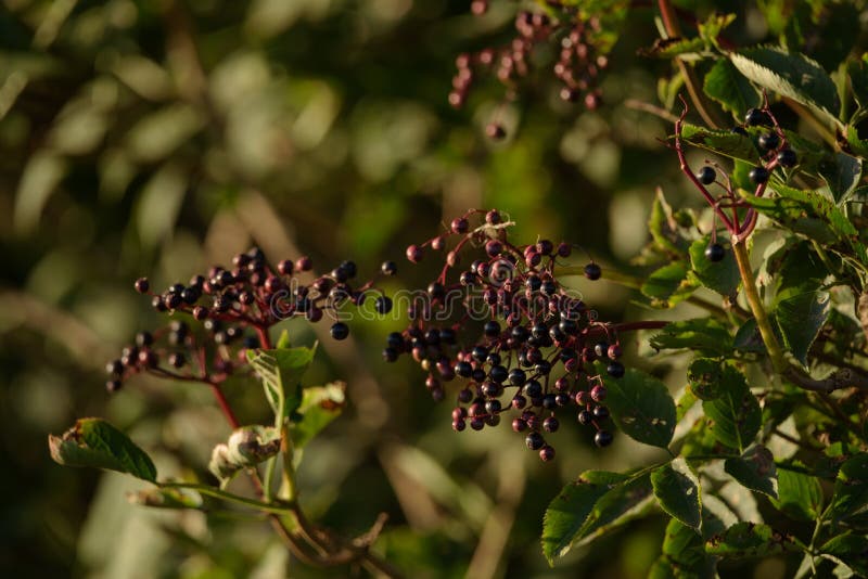 BLACK LILAC stock image. Image of environment, berry - 255435427