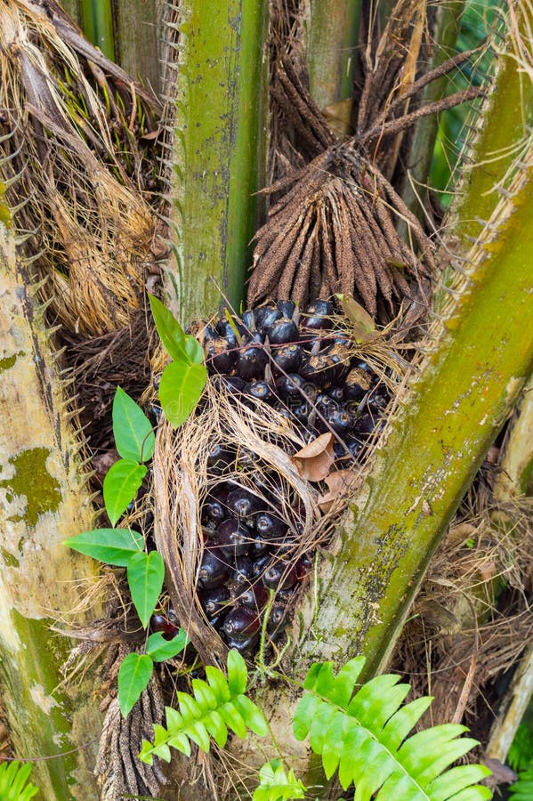 Black Fruit Nuts of Plentifully Oil Palm Tree Stock Photo - Image of ...