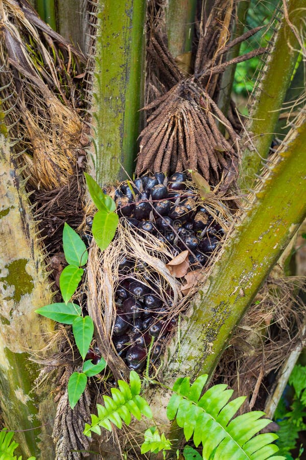 Black Fruit Nuts of Plentifully Oil Palm Tree Stock Image - Image of ...