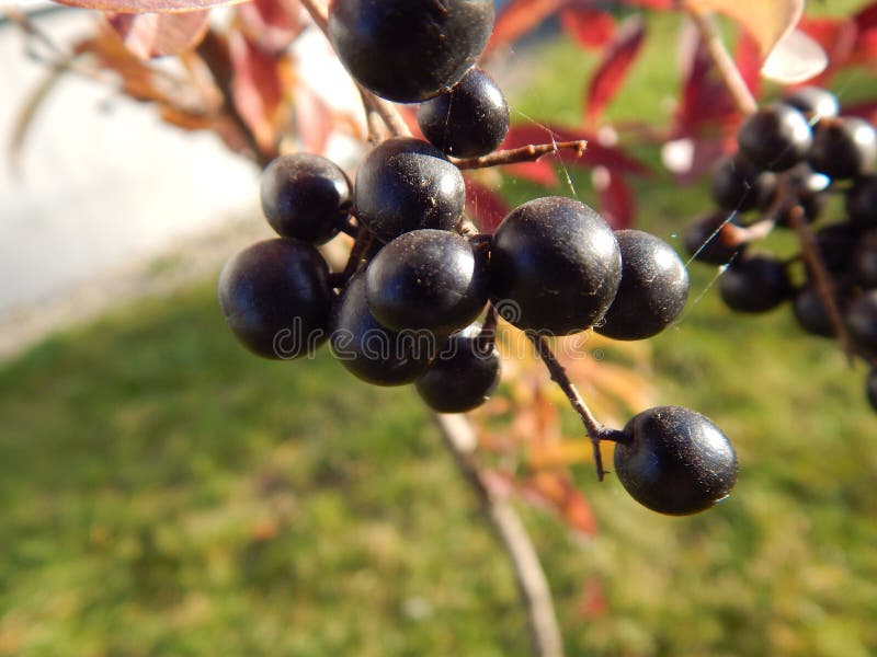 Black fruit stock image. Image of nature, shadow, photographed - 102084501