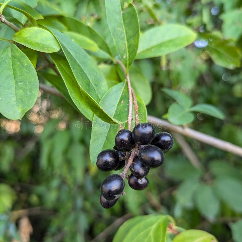 Black Fruits are Hanging on the Trees Stock Image - Image of black ...