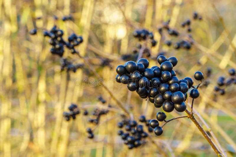 Black fruits stock photo. Image of common, diet, rustic - 71400548
