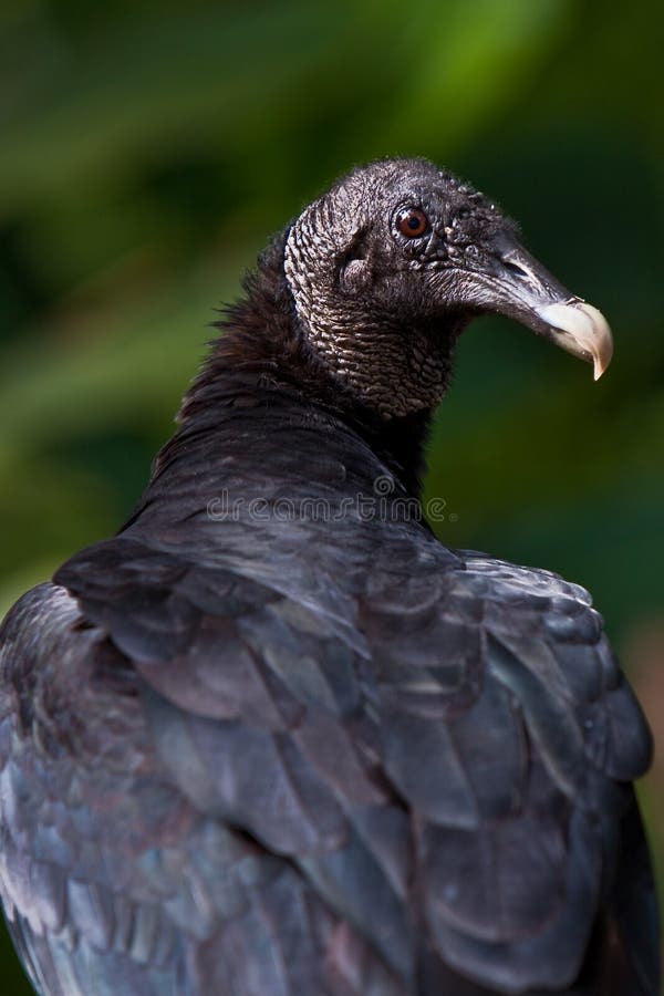 Black fulture bird closeup stock photo. Image of america - 11515990