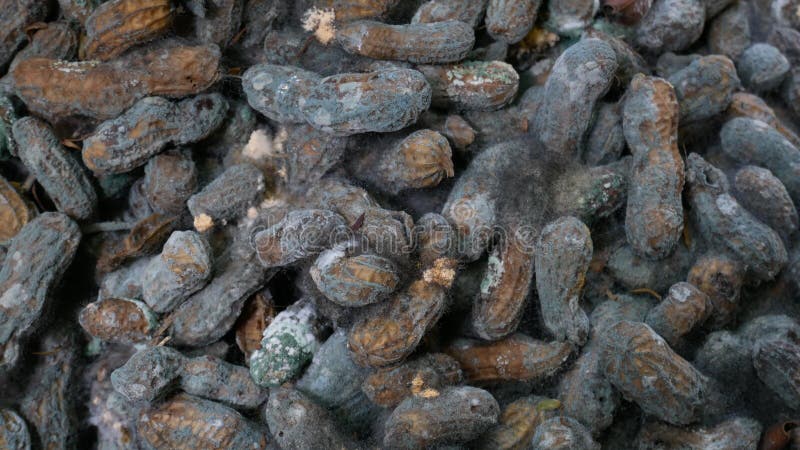 1,503 Shell Fungus Stock Photos - Free & Royalty-Free Stock Photos from ...