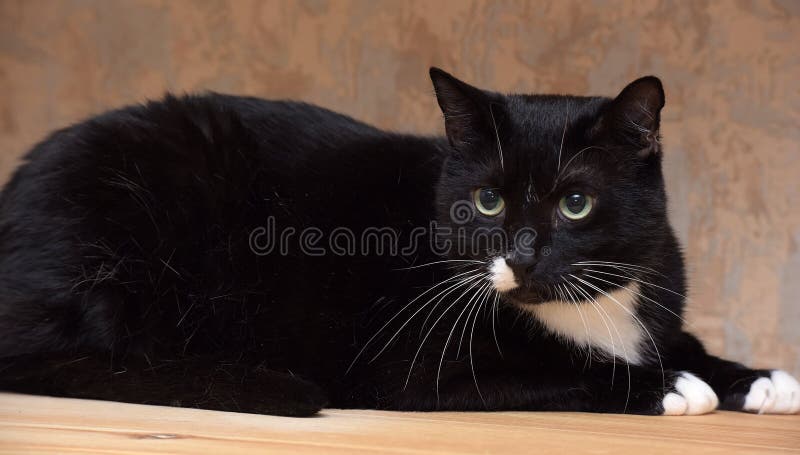 Black Cat with a White Spot on the Face Stock Image - Image of kitten ...