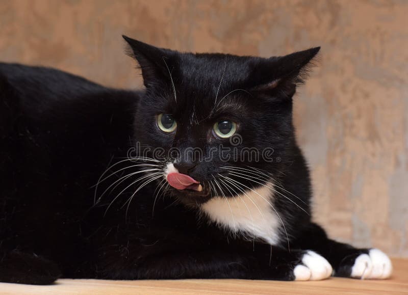 Black Cat with a White Spot on the Face Stock Image - Image of hipster ...