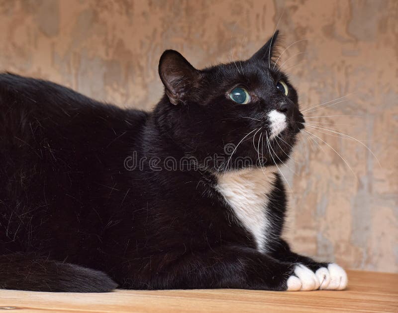 Black Cat with a White Spot on the Face Stock Photo - Image of funny ...