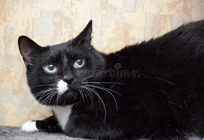 Black Cat with a White Spot on the Face Stock Photo - Image of cute ...