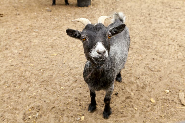 3,616 Funny Wild West Stock Photos - Free & Royalty-Free Stock Photos ...