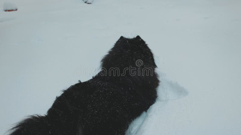 Black Furry Dog Playing on the Snow during Winter Stock Video - Video ...