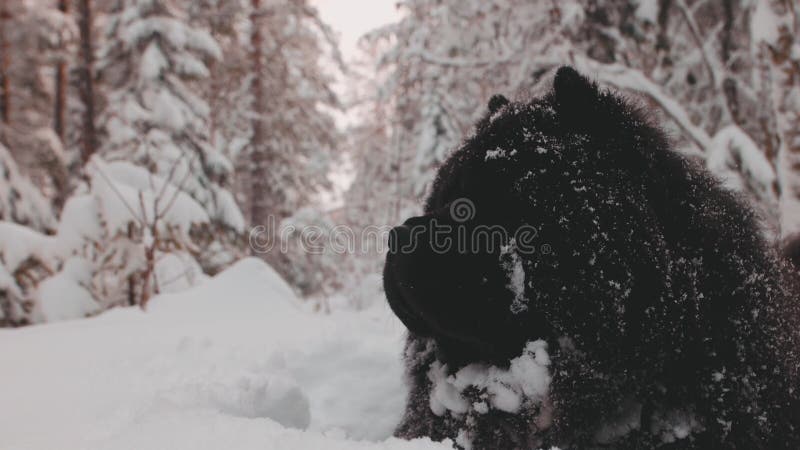 Black Furry Dog Playing on the Snow during Winter Stock Footage - Video ...