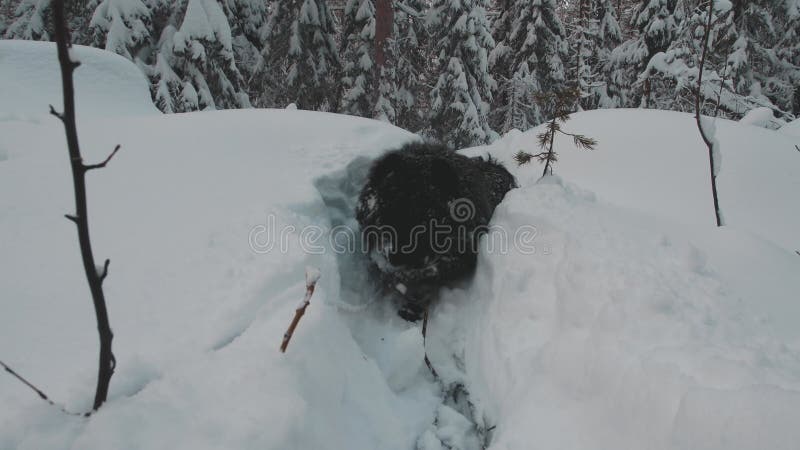 Black Furry Dog Playing on the Snow during Winter Stock Footage - Video ...