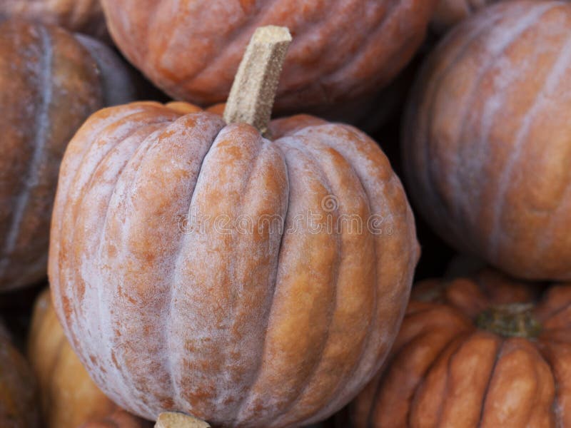 Black Futsu Squash stock image. Image of dark, black - 44346773