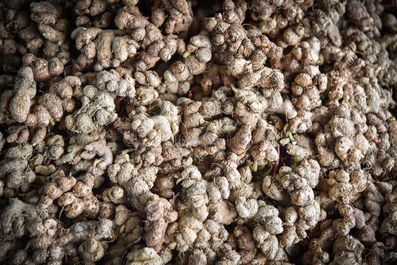 Black Galingale stock image. Image of believed, properties - 97990377