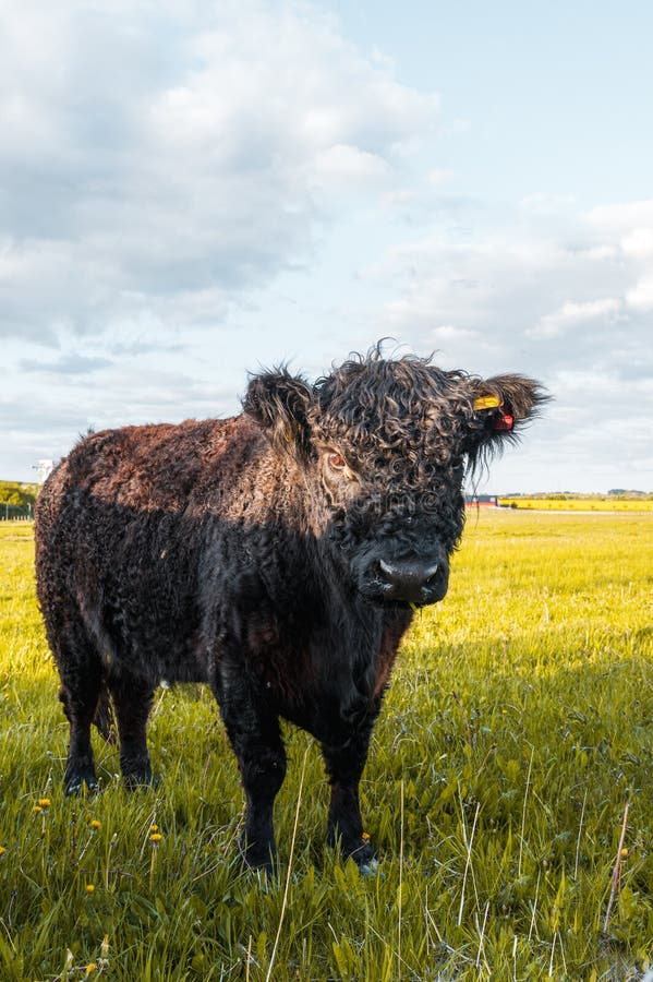 Black Galloway Cow with Curly Fur in Summer Pasture Stock Photo - Image ...