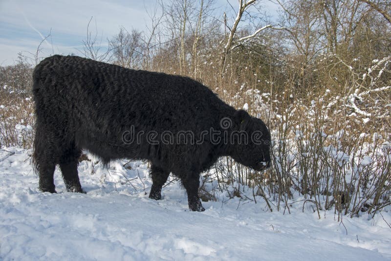 Black Galloway in Winter Landscape Stock Image - Image of winter, blue ...