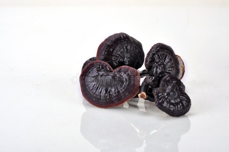 1,642 Lucidum Plant Stock Photos - Free & Royalty-Free Stock Photos ...