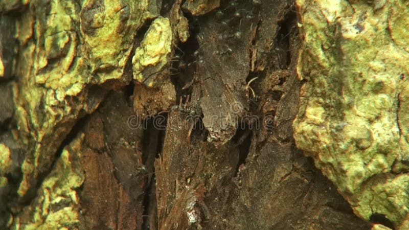 Black Garden Ants in Broken Tree Trunks.Lasius Niger.macro Stock ...