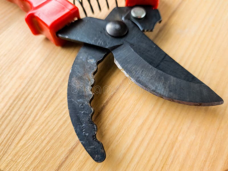 Black Garden Pruner with Red Handles Stock Image - Image of hobby ...