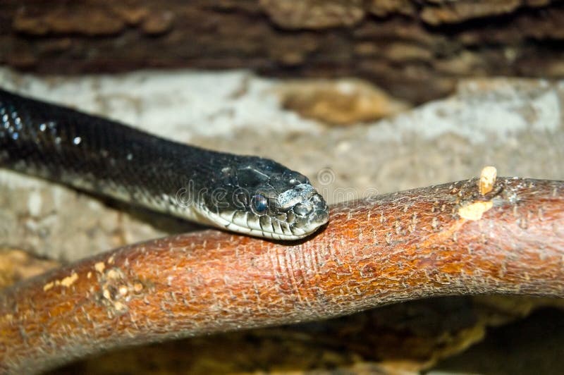 Black Garden Snake Head Picture. Image: 1822783
