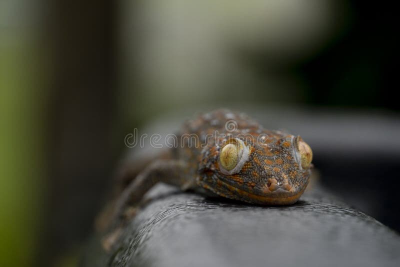Gecko Sleep on the Back Car. Stock Photo - Image of business, body ...