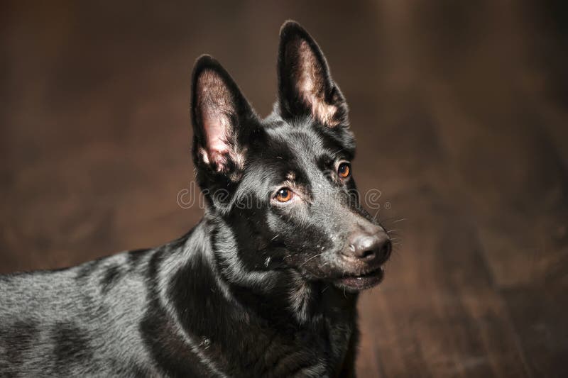Black German Sheepdog Portrait Stock Photo - Image of hair, enjoying ...