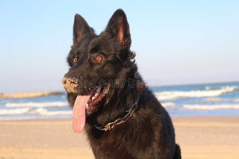 Black German Sheperd with Tongue Out Stock Image - Image of blue, black ...