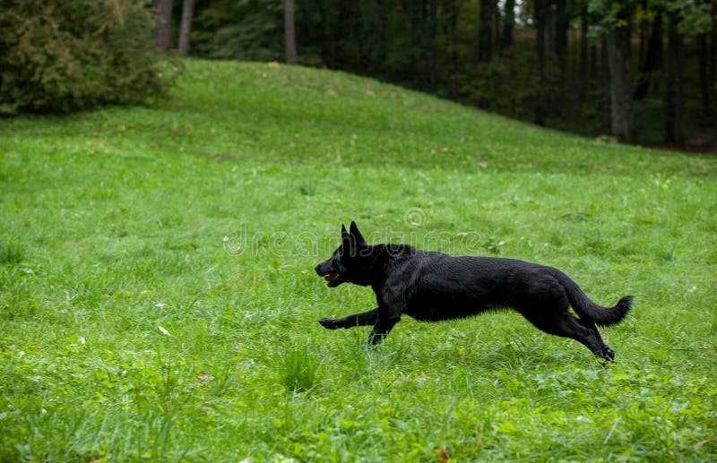 Black German Shepherd Dog Running on the Grass. Open Mouth, Tongue Out ...