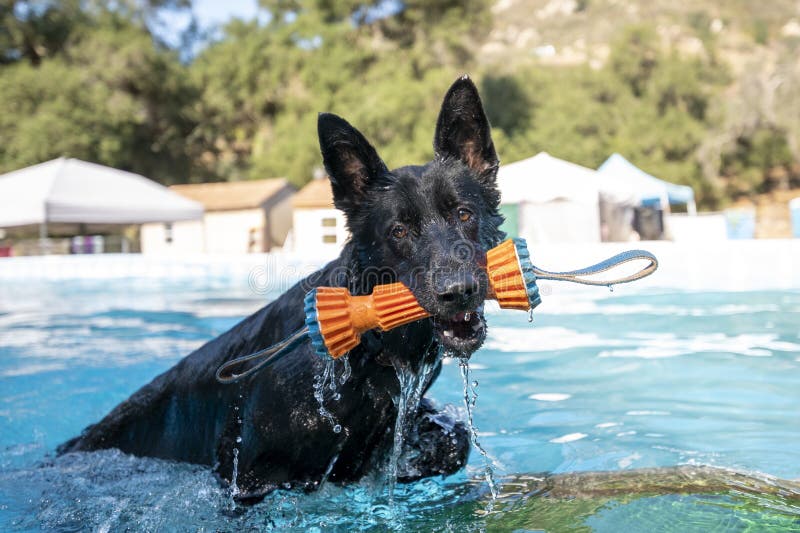 104 German Shepherd Pool Stock Photos - Free & Royalty-Free Stock ...