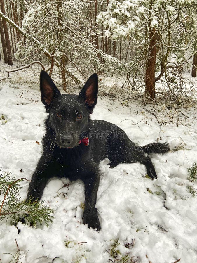Black German Shepherd Tumblr