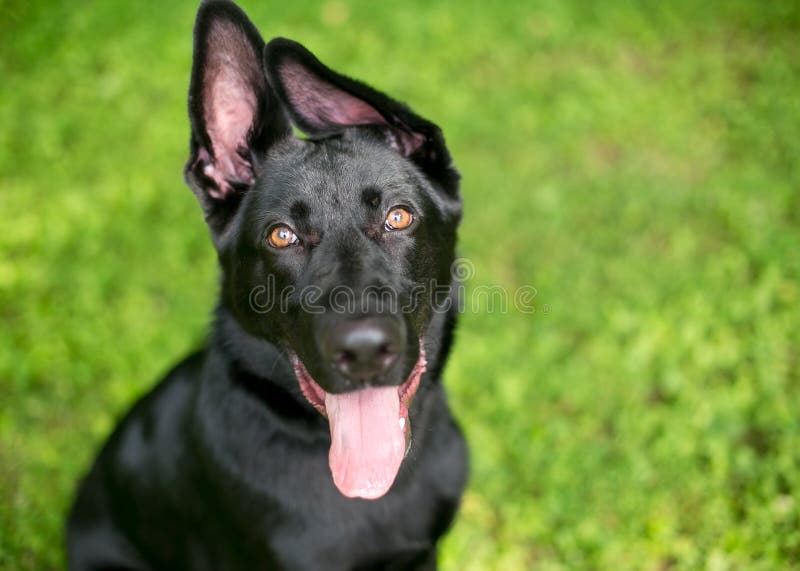 A Black German Shepherd Puppy with Floppy Ears Stock Photo - Image of ...