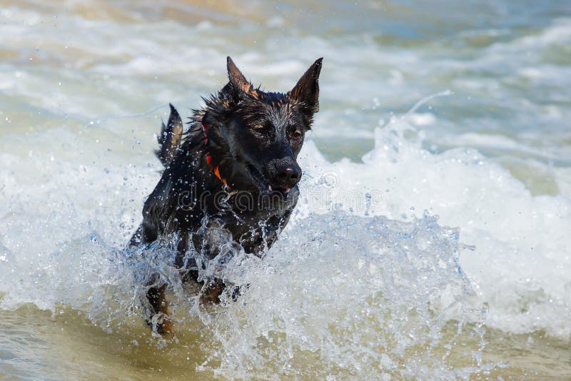 Black German Shepherd stock image. Image of shepherd - 73174047