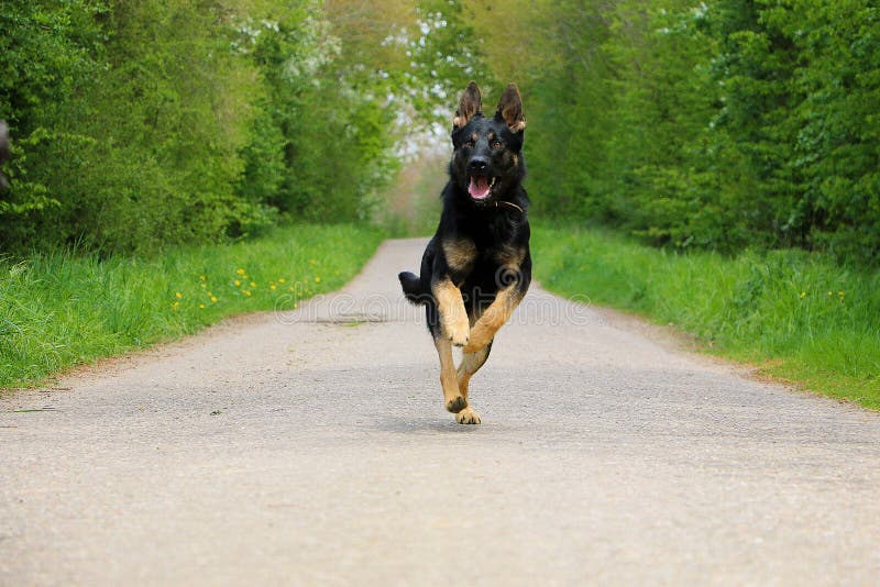 A Black German Shepherd is Running on an Empty Street Stock Photo ...