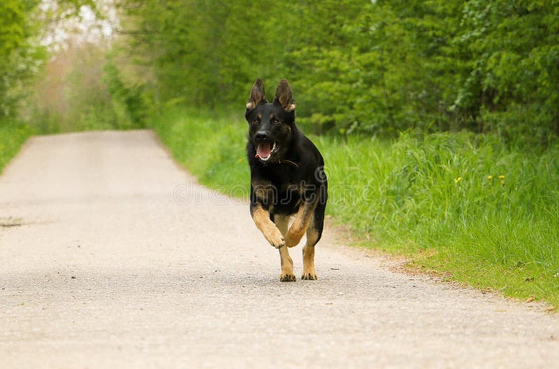 German Shepherd is Running on a Stubble Field Stock Image - Image of ...
