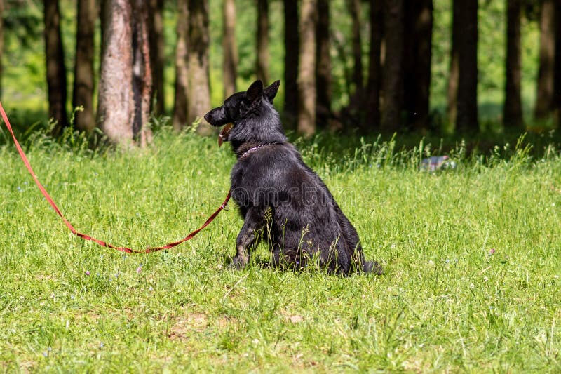 Black German Shepherd Sitting on Green Grass, Side View Stock Photo ...