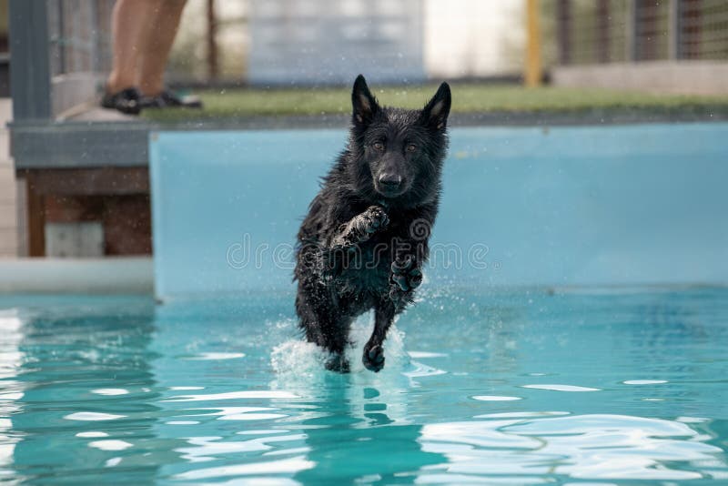 Black German Shepherd Splashing into a Swimming Pool Stock Photo ...