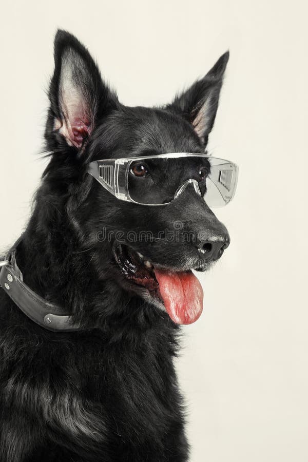 235 German Shepherd Glasses Stock Photos - Free & Royalty-Free Stock ...