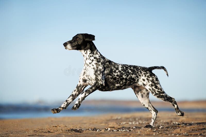 Black German Shepherd Lies on a Meadow with Lilac Crocuses Stock Image ...