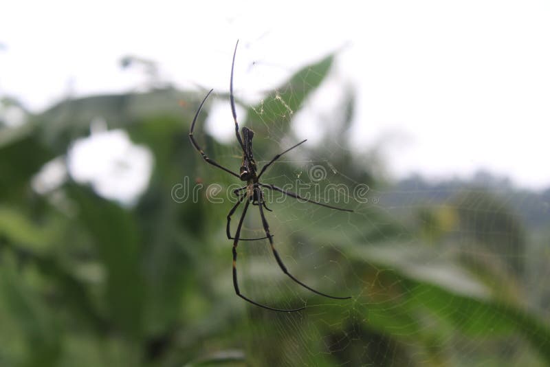 Black Giant Spider stock image. Image of giant, west - 118307447