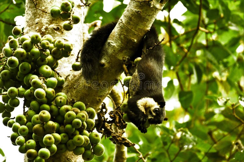 Malayan Giant Squirrel on a Tree Editorial Stock Image - Image of ...