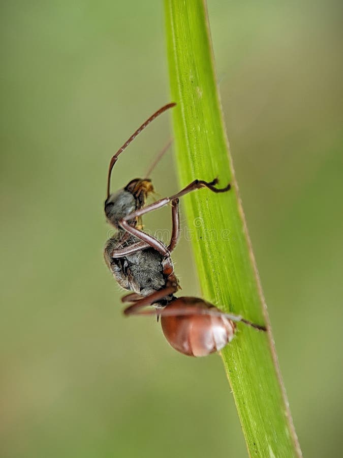 Black Giant Warrior Ant on a Leaf Stock Photo - Image of giant ...