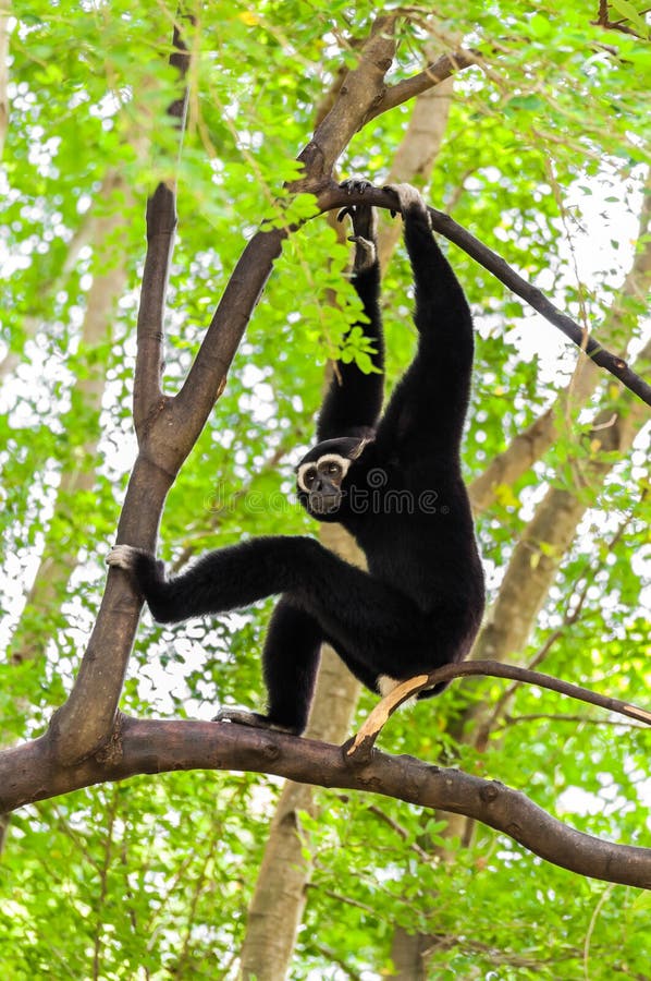 Black gibbon climbing tree stock image. Image of climb - 33095103