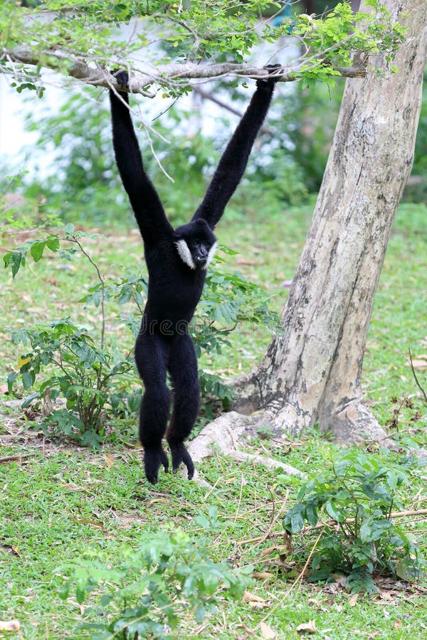 Black gibbon climbing tree stock image. Image of climb - 33095103