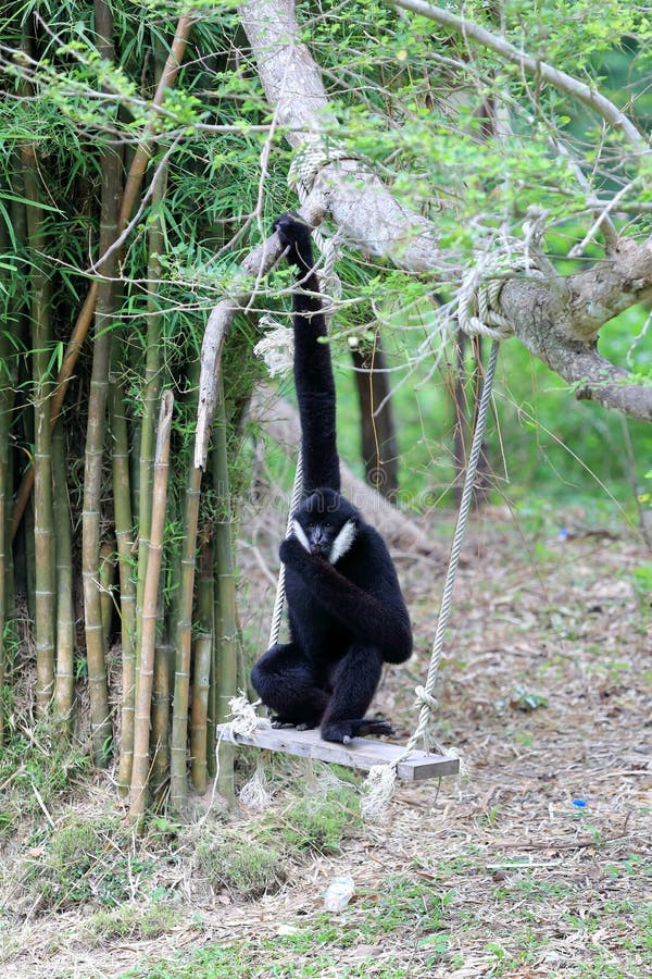 Black Gibbon Hanging on Tree Stock Photo - Image of hanging, nature ...