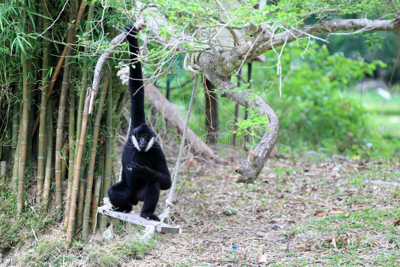 Black Gibbon Sitting on Swing Stock Photo - Image of mammal, primate ...