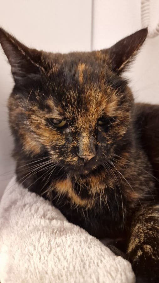 Black and Ginger Colour Cat Stock Photo - Image of companion, graceful ...