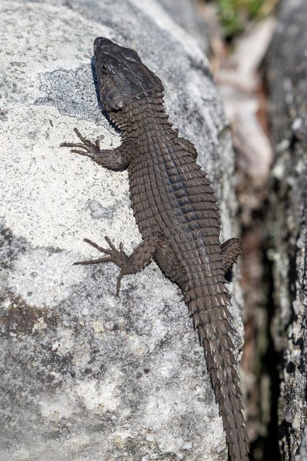 Black Girdled Lizard stock image. Image of rock, girdled - 189729245
