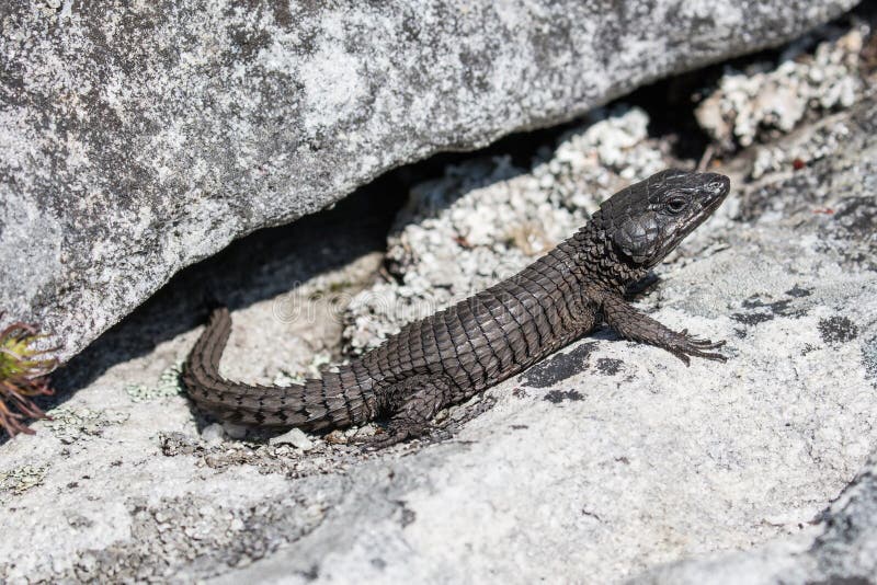 Black Girdled Lizard stock image. Image of rock, girdled - 189729245