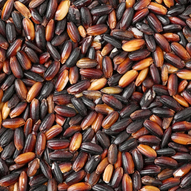 Black glutinous rice stock photo. Image of cereal, healthy - 67445140