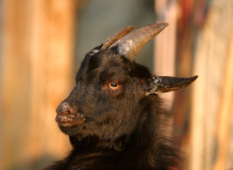 241 Evil Goat Stock Photos - Free & Royalty-Free Stock Photos from ...